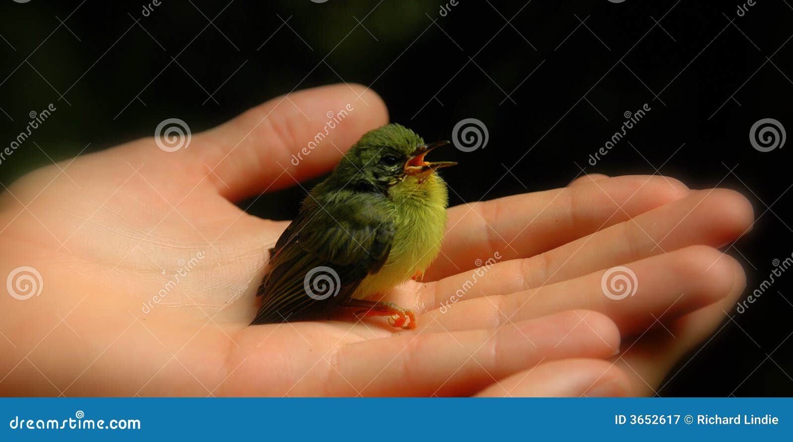Baby Bird In Hand With Beak Open (color) Picture. Image: 3652617