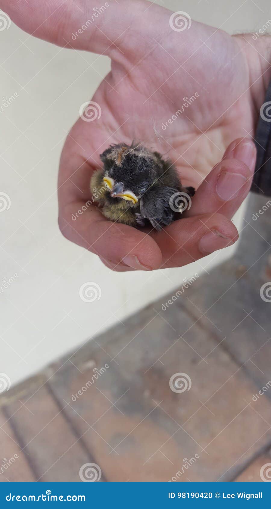 Baby bird in hand stock photo. Image of nature, bluetit - 98190420