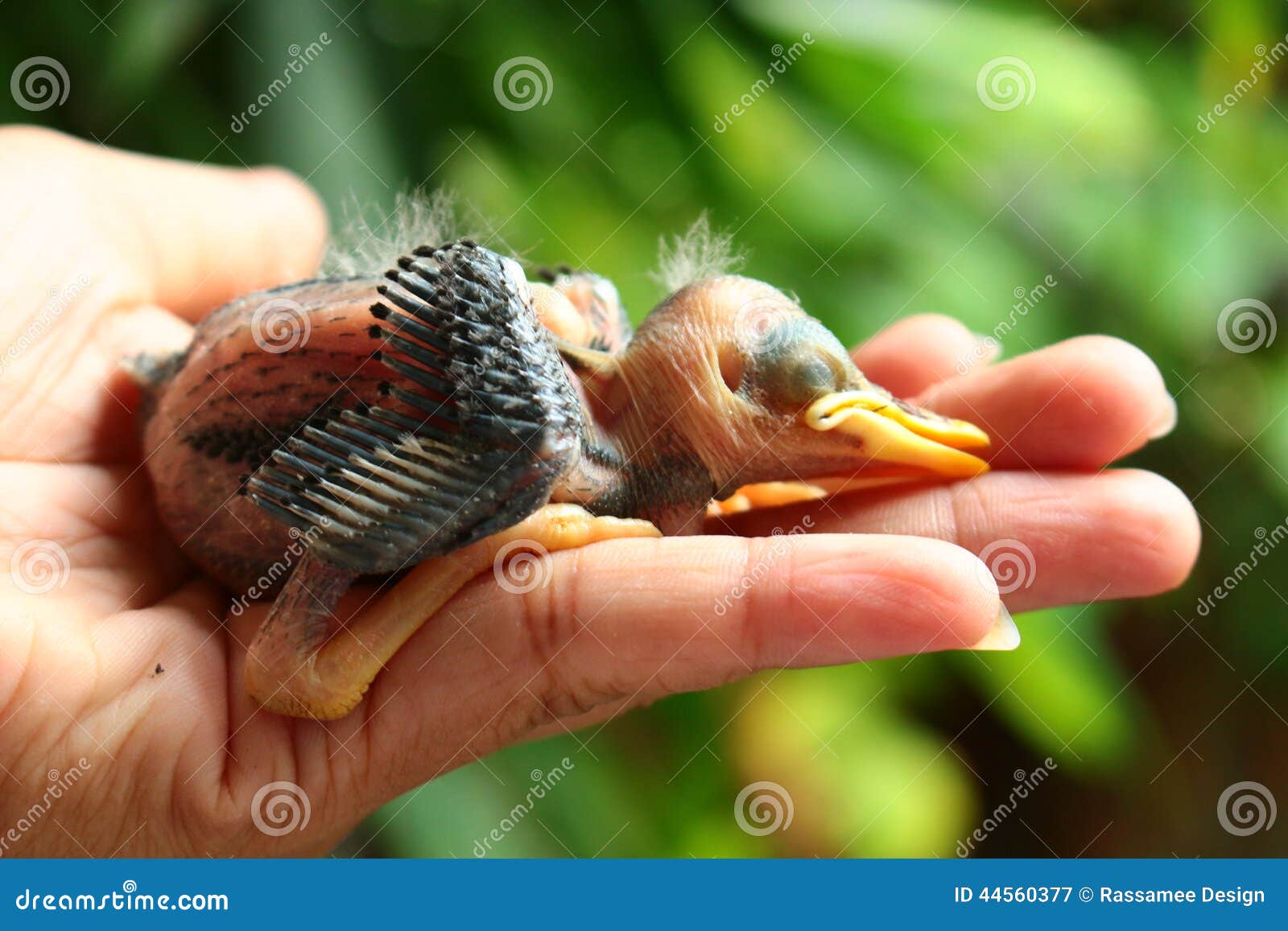 Baby Bird Hand Stock Photos - Download 2,766 Royalty Free Photos
