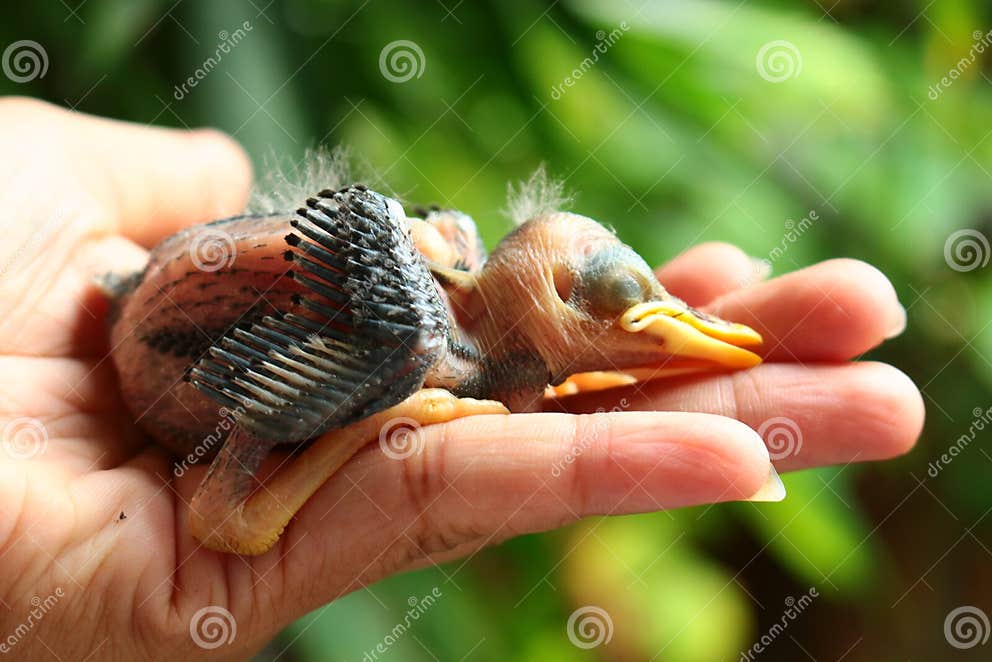 Baby bird in hand stock image. Image of human, bodypart - 44560377