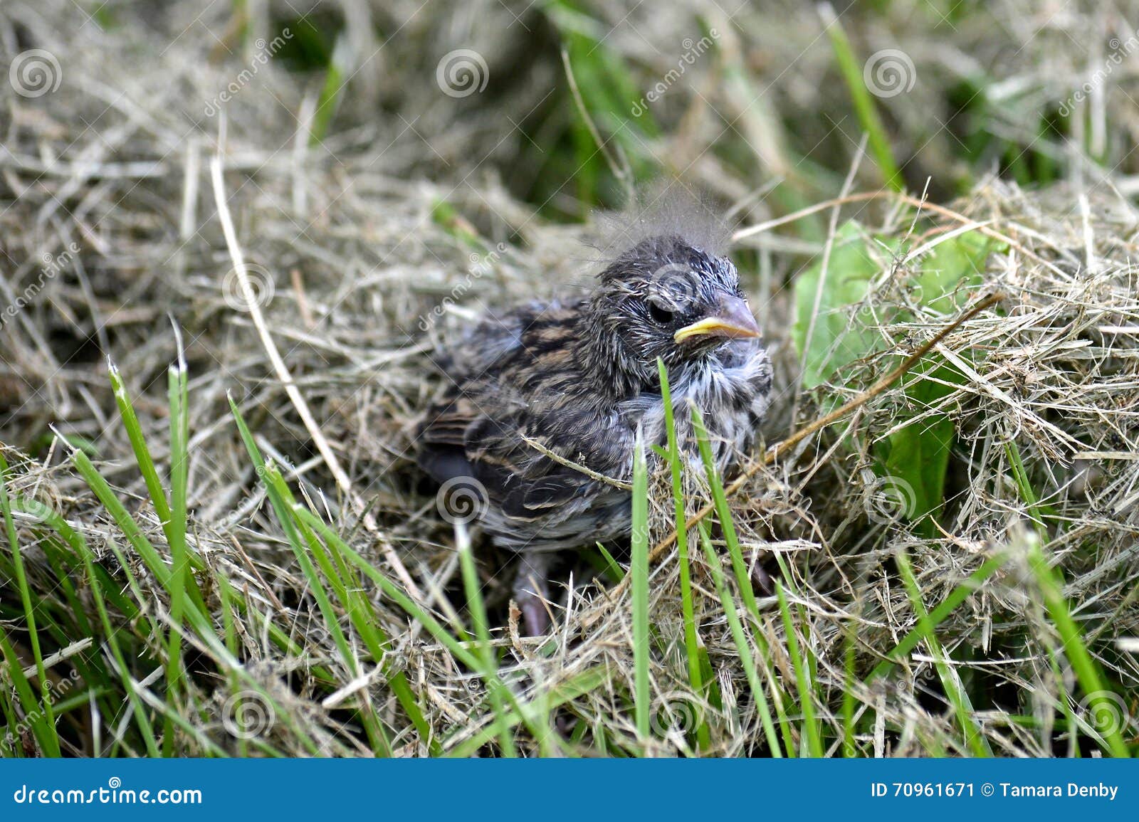 A baby bird stock image. Image of fallen, face, nest - 70961671