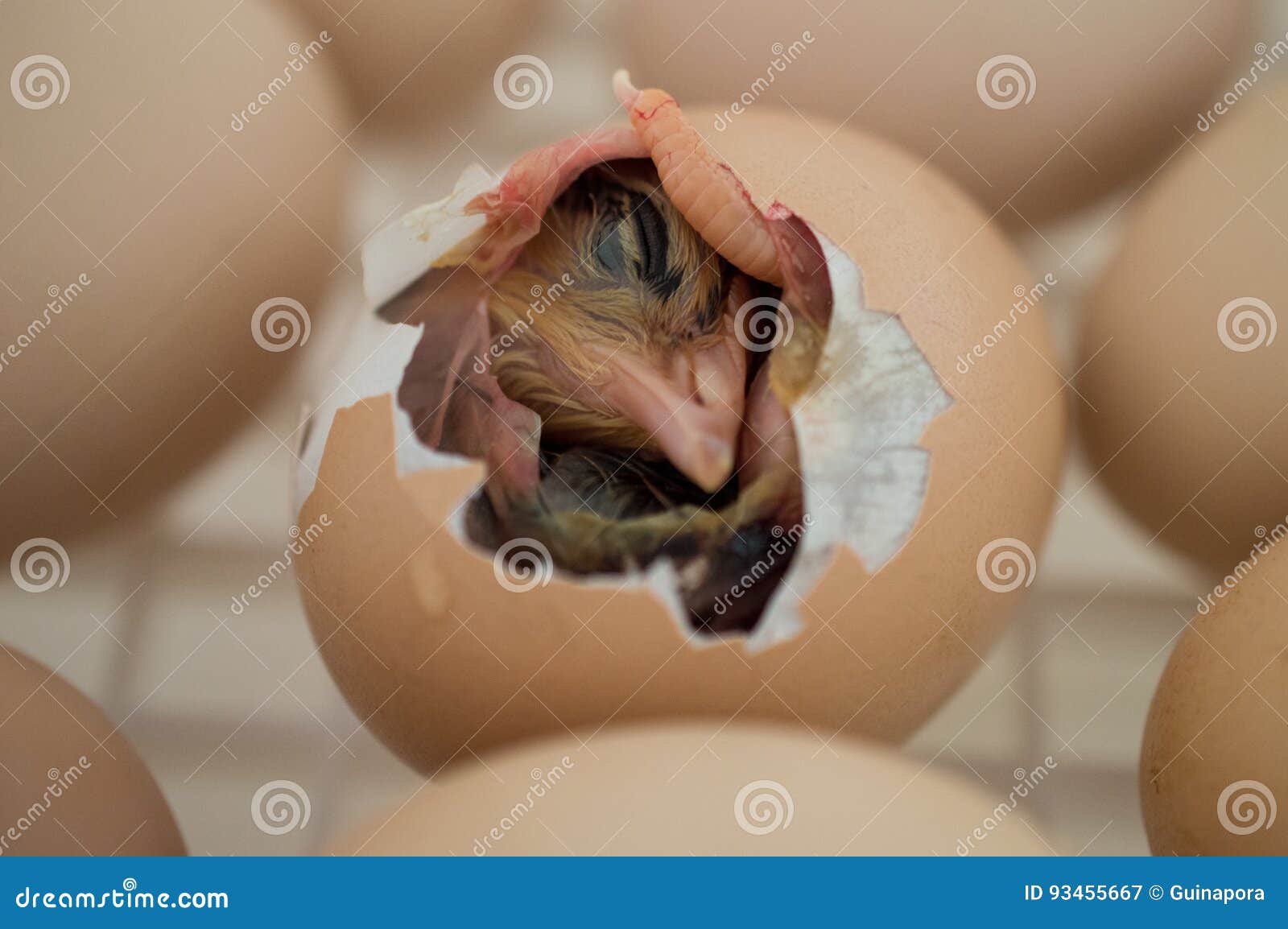 Baby Bird Hatching stock image. Image of focal, incubating - 93455667