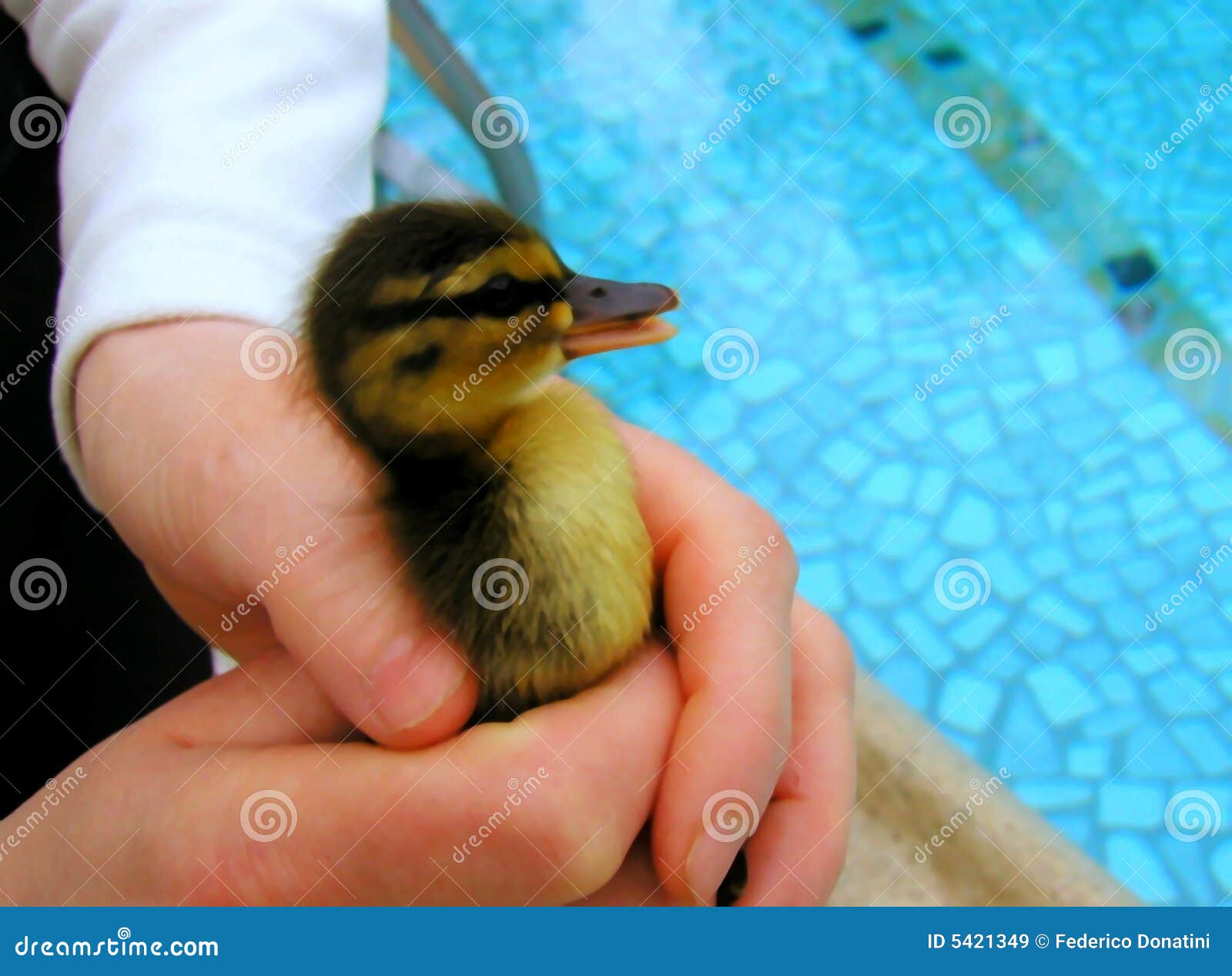 Baby Bird Held Safely in Hands Stock Image - Image of looking, nurture ...