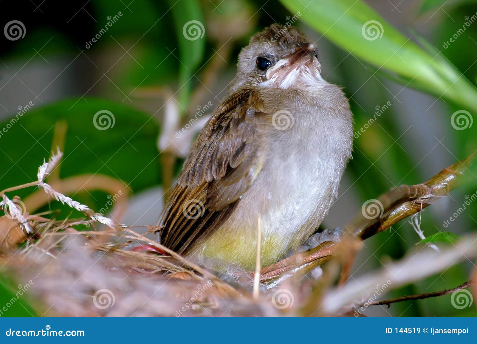 Baby bird - horinzontal stock image. Image of branch, baby - 144519