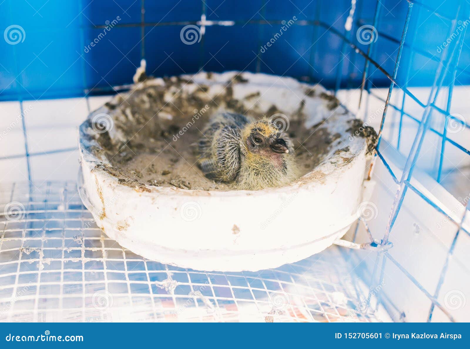 Baby bird inside the cage stock image. Image of cute - 152705601