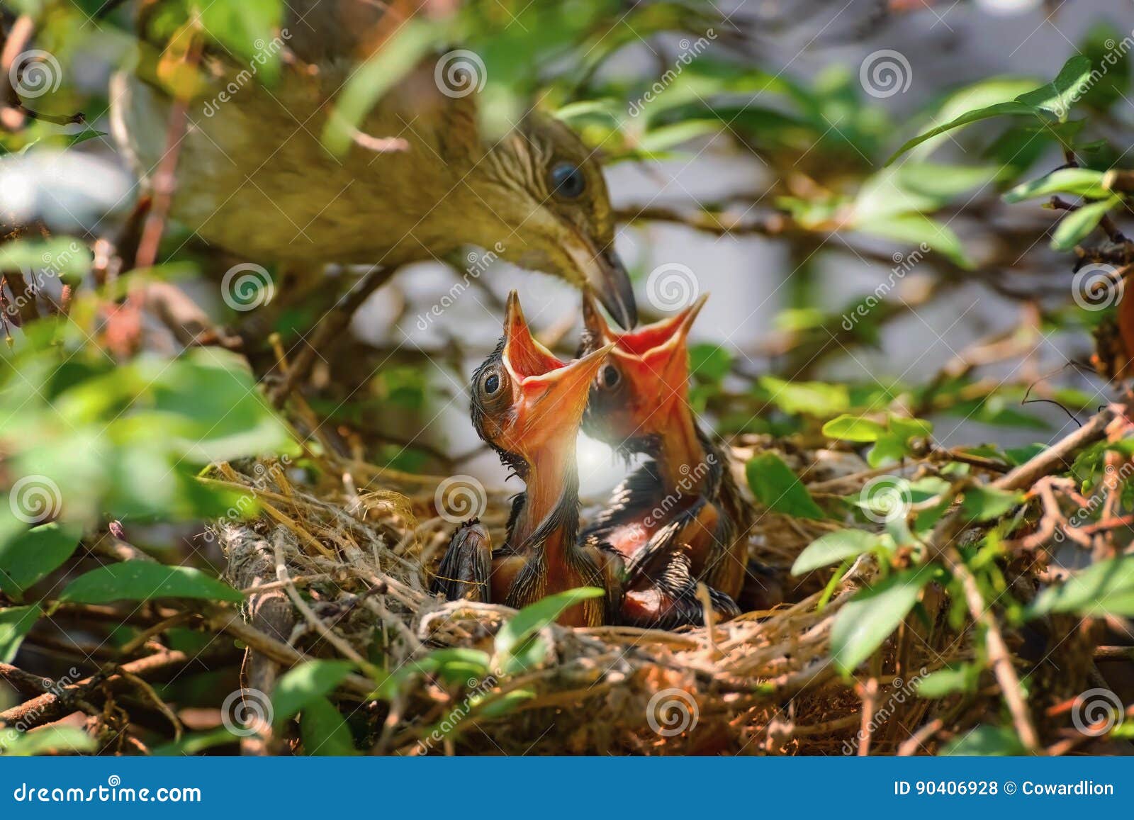 Baby Bird Left on a Tree stock photo. Image of wild, wildlife - 90406928