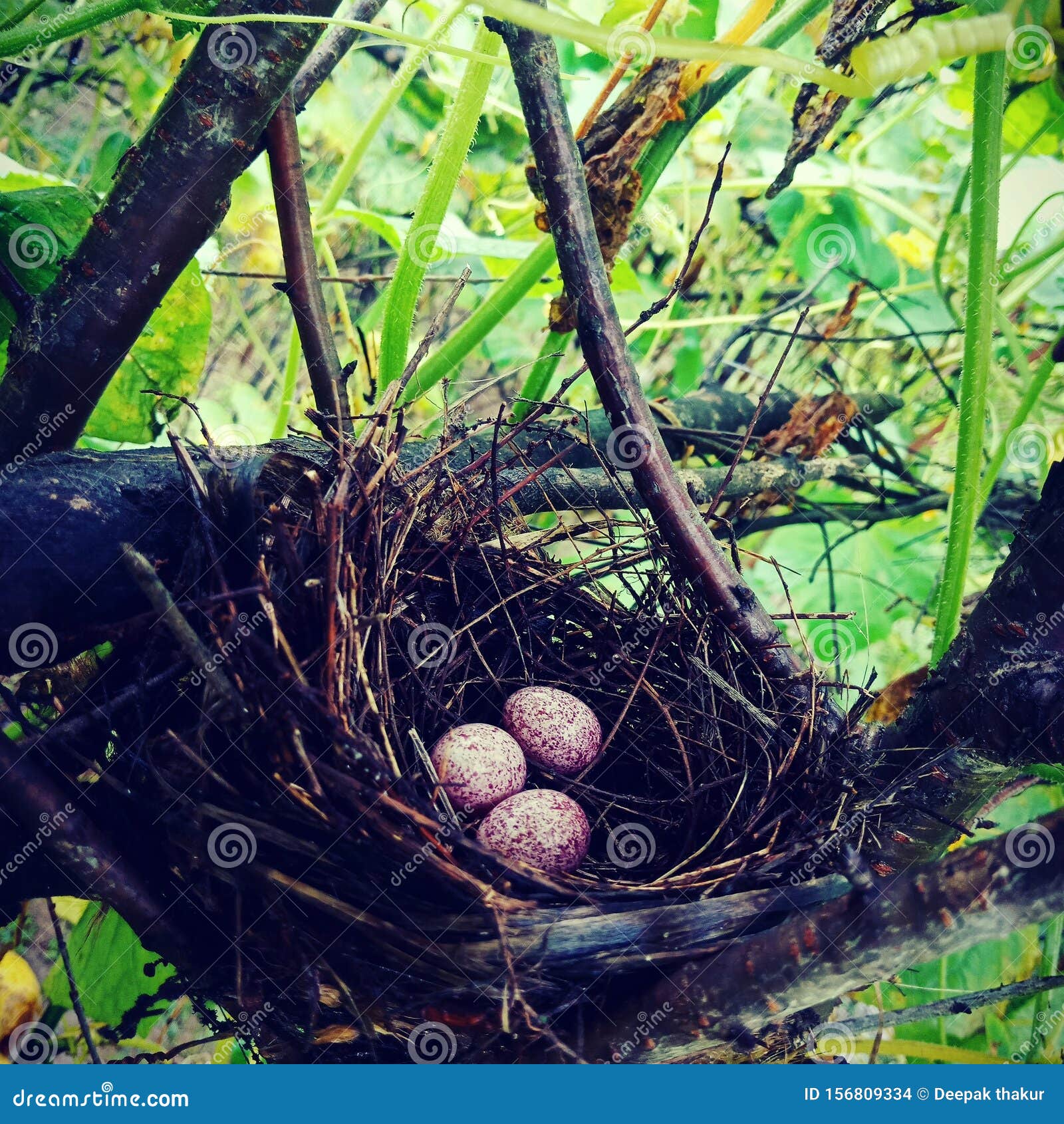 Baby Bird Nest Egg Beautiful Stock Photo - Image of nest, baby: 156809334