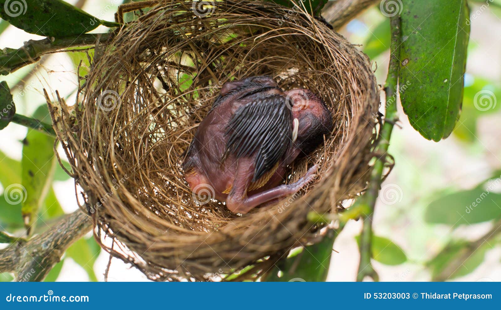 Baby bird in nest stock image. Image of baby, adorable - 53203003