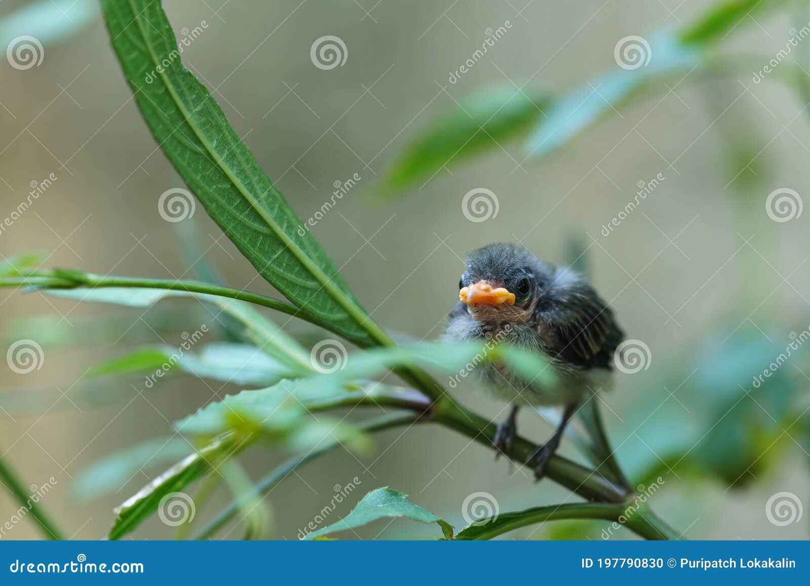 Baby Bird Perched on a Branch Stock Photo - Image of garden, natural ...