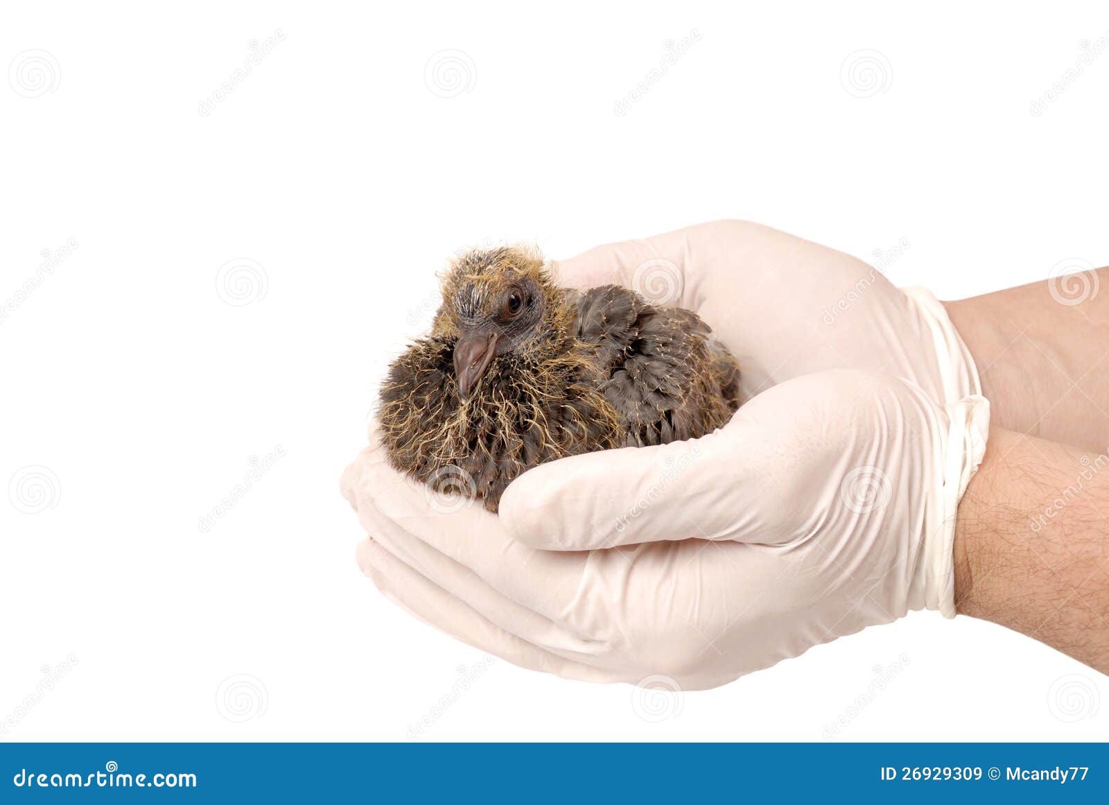 Bird X-ray, Pigeon In Vet Hands, Animal Veterinary Radiography Royalty ...