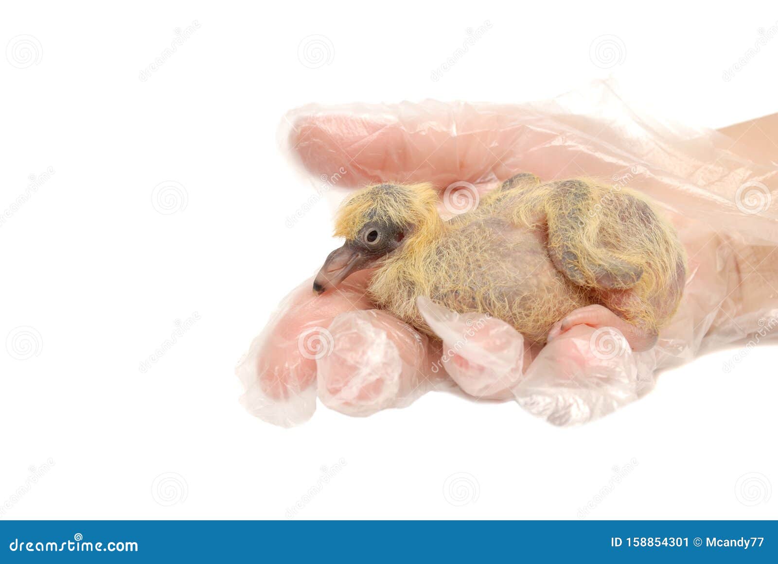 Baby Bird of a Pigeon in a Hand. Isolated on a White. Stock Image ...