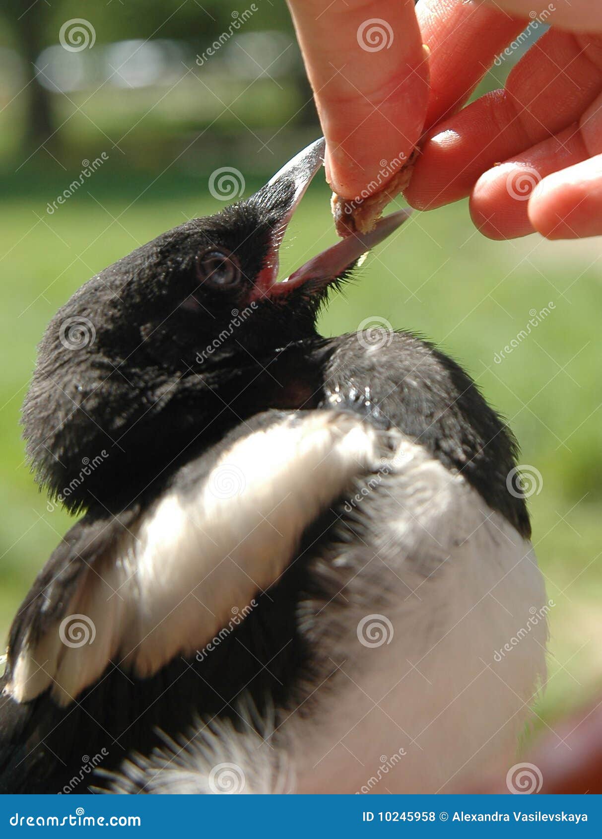 A baby bird ravens stock photo. Image of feeding, beak - 10245958