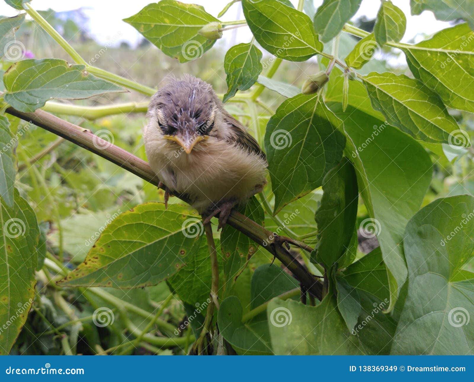 Baby bird stock image. Image of real, bird, click, baby - 138369349