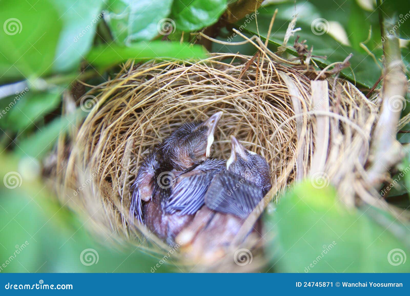 Baby bird sleep stock image. Image of little, beaks, nest - 24745871