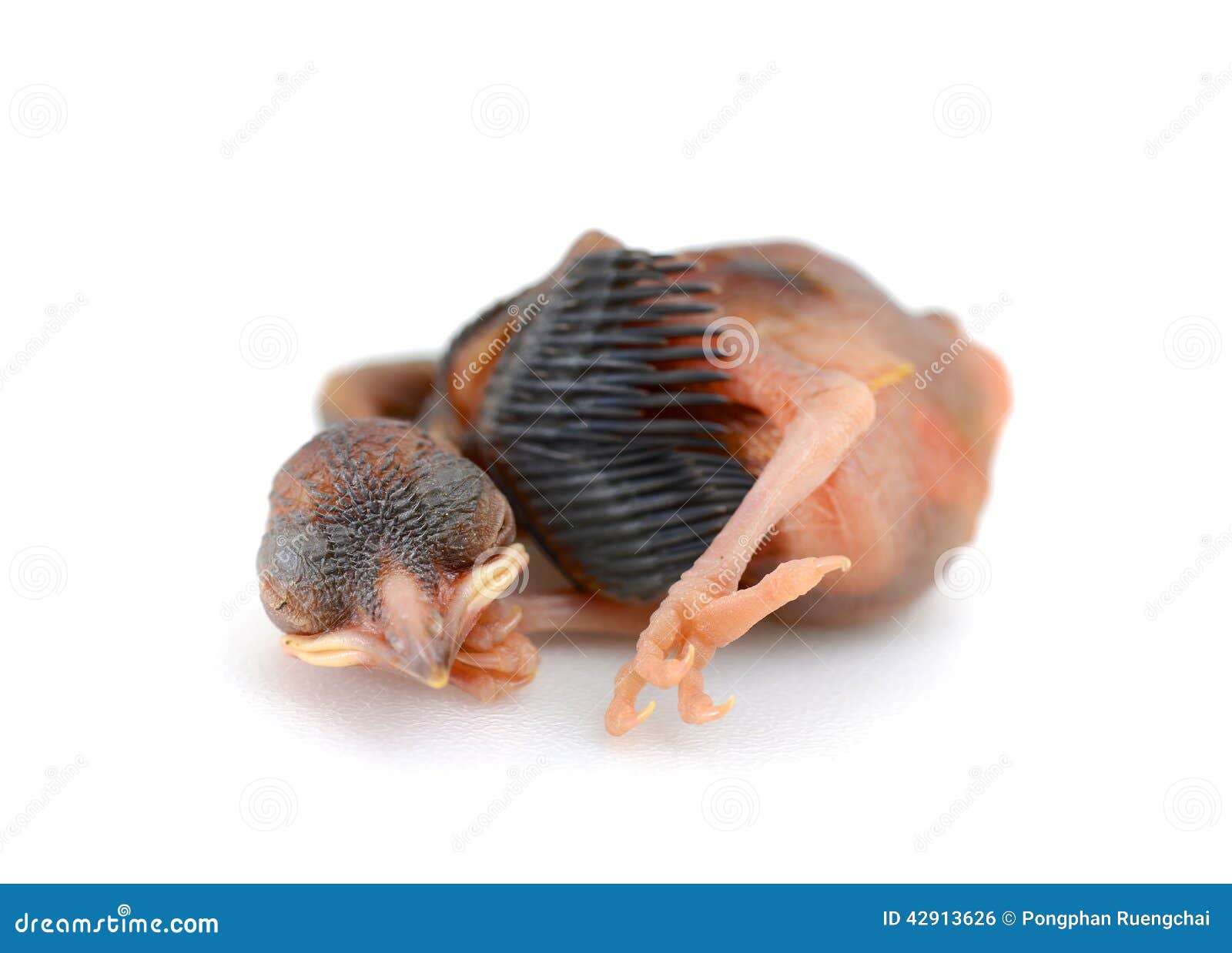 Baby bird sleeping stock photo. Image of life, animal - 42913626