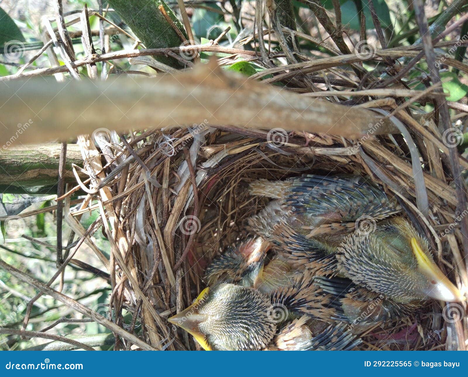 Baby Bird Sleeping in Its Nest Stock Image - Image of nest, bird: 292225565