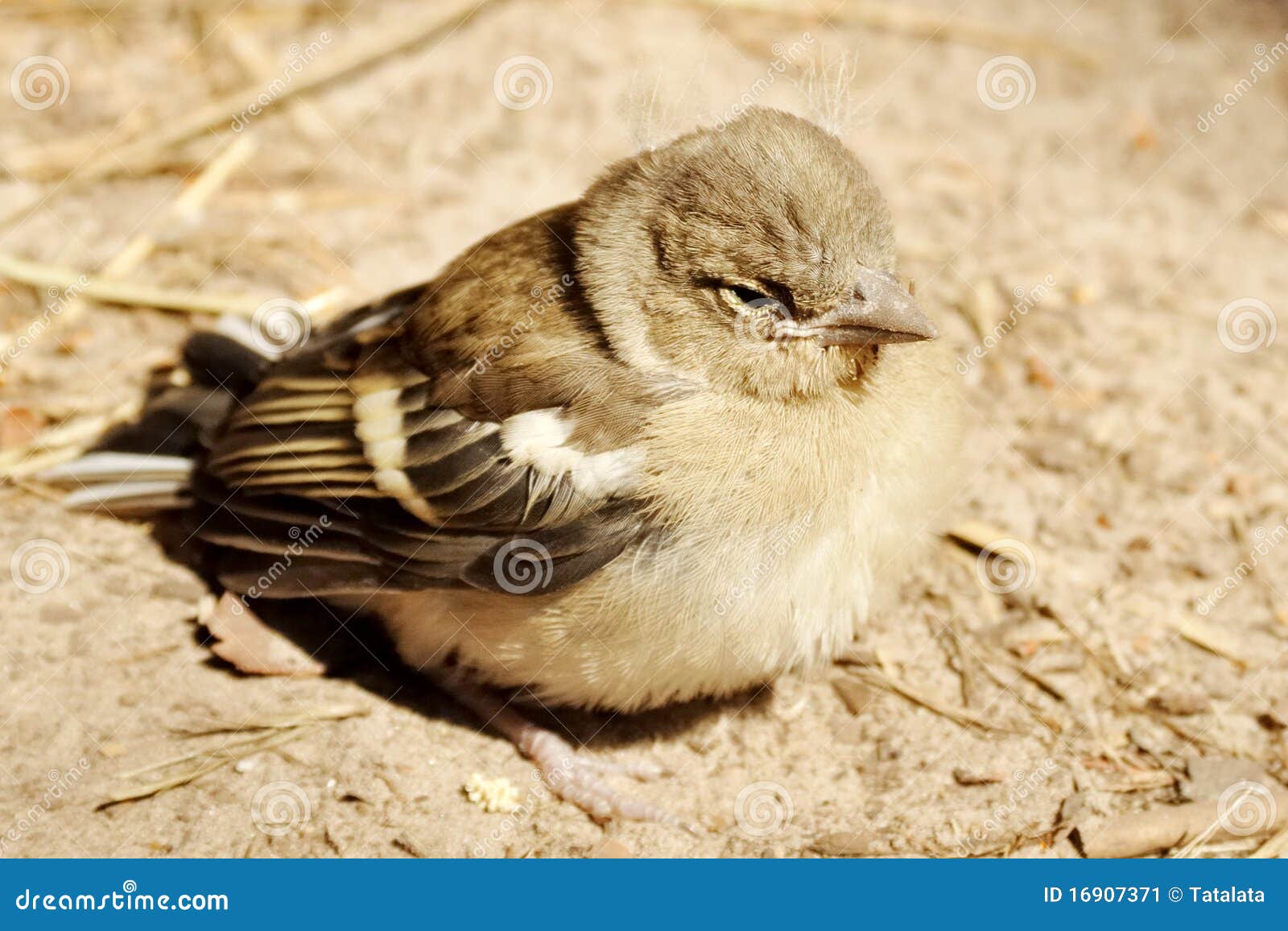 Baby bird of a sparrow stock image. Image of head, feathers - 16907371