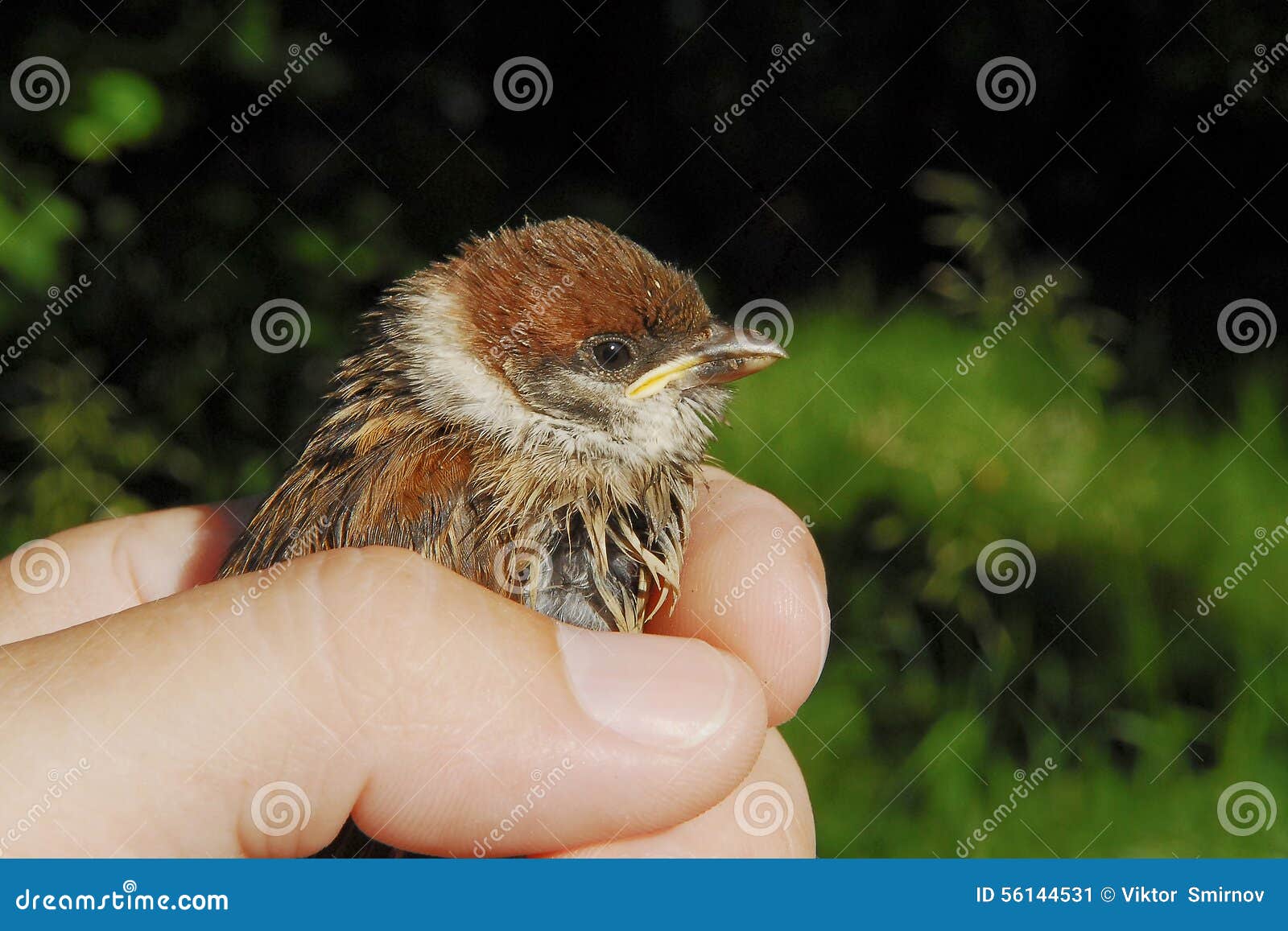 Baby Bird of a Sparrow in a Hand Stock Image - Image of fledgling ...