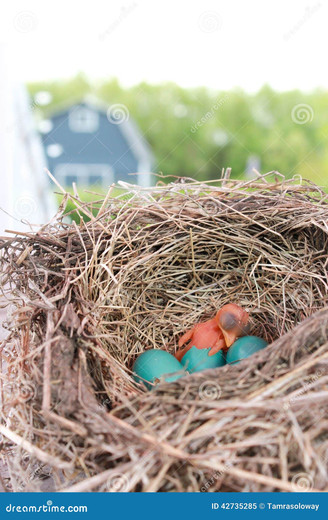 Robin Eggs Hatching Video