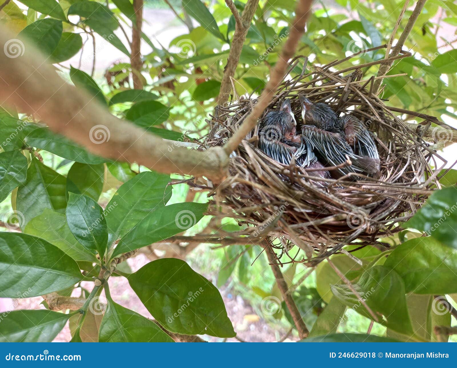 Baby Bird on a Tree in the Nest, India Stock Photo - Image of ...