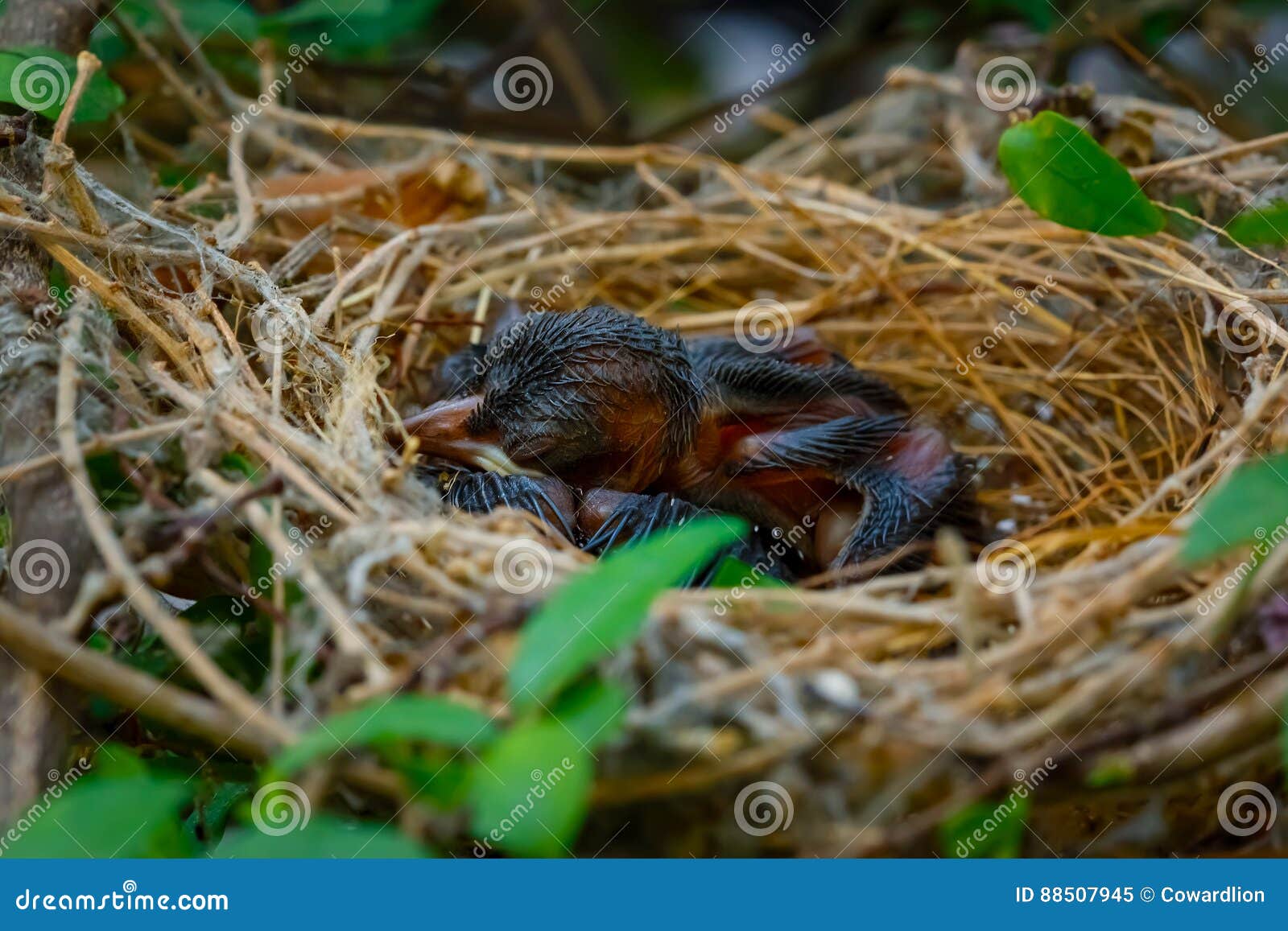 Baby Bird on a Tree in a Nest Stock Image - Image of wild, forest: 88507945
