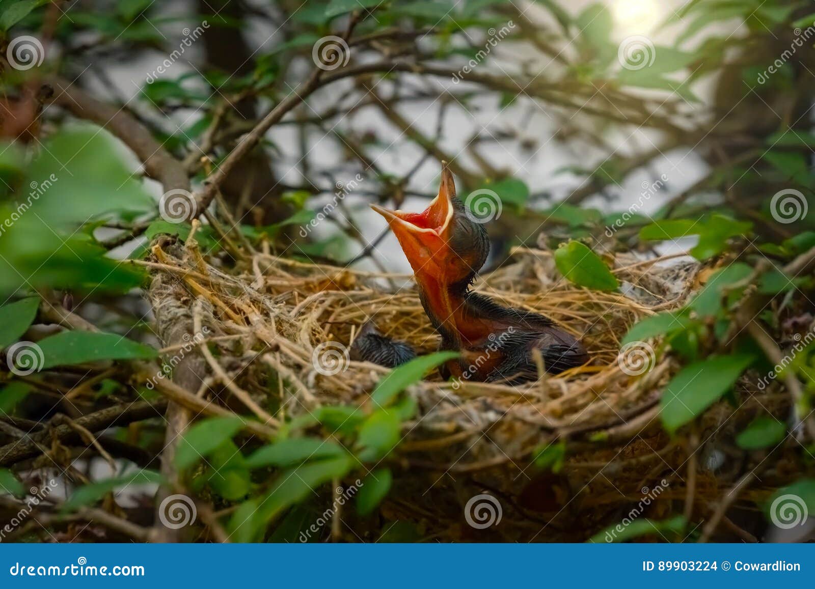 Baby Bird on a Tree in a Nest Stock Photo - Image of feed, wood: 89903224