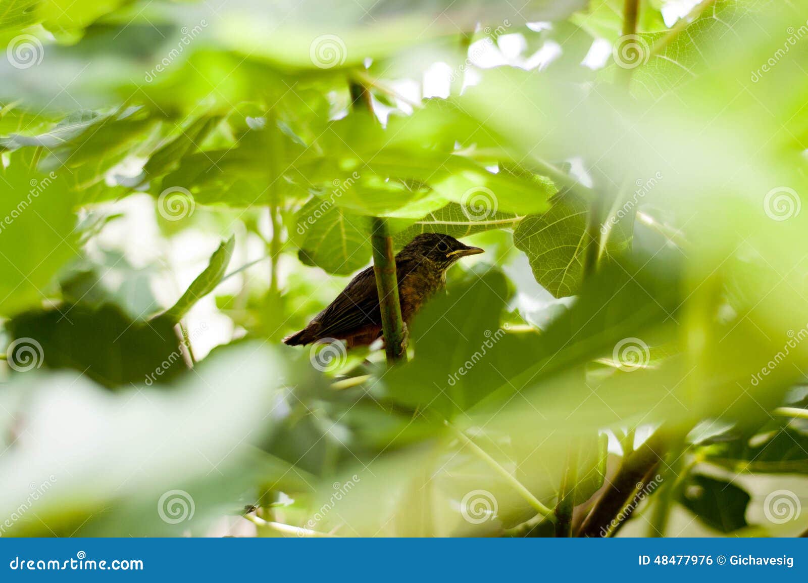 Baby Bird on Tree stock photo. Image of nest, bird, green - 48477976