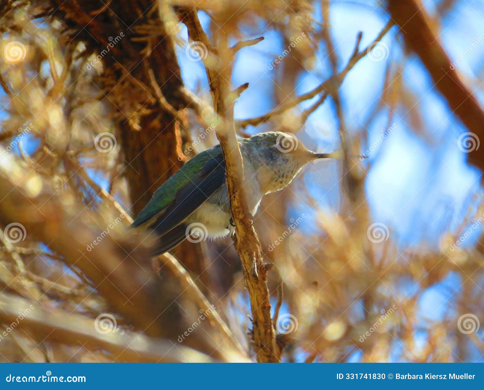 Baby bird on the trees stock photo. Image of branch - 331741830
