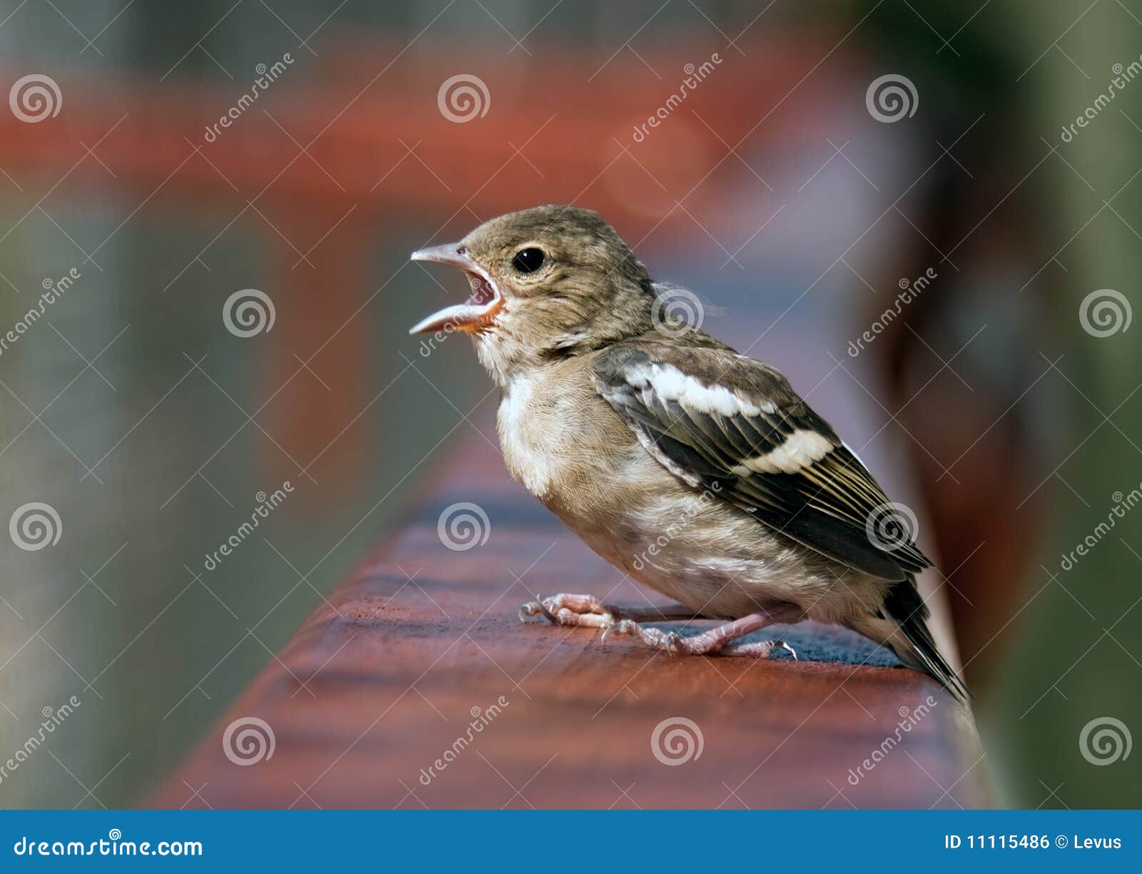 Baby bird tweeting stock photo. Image of cute, perch - 11115486