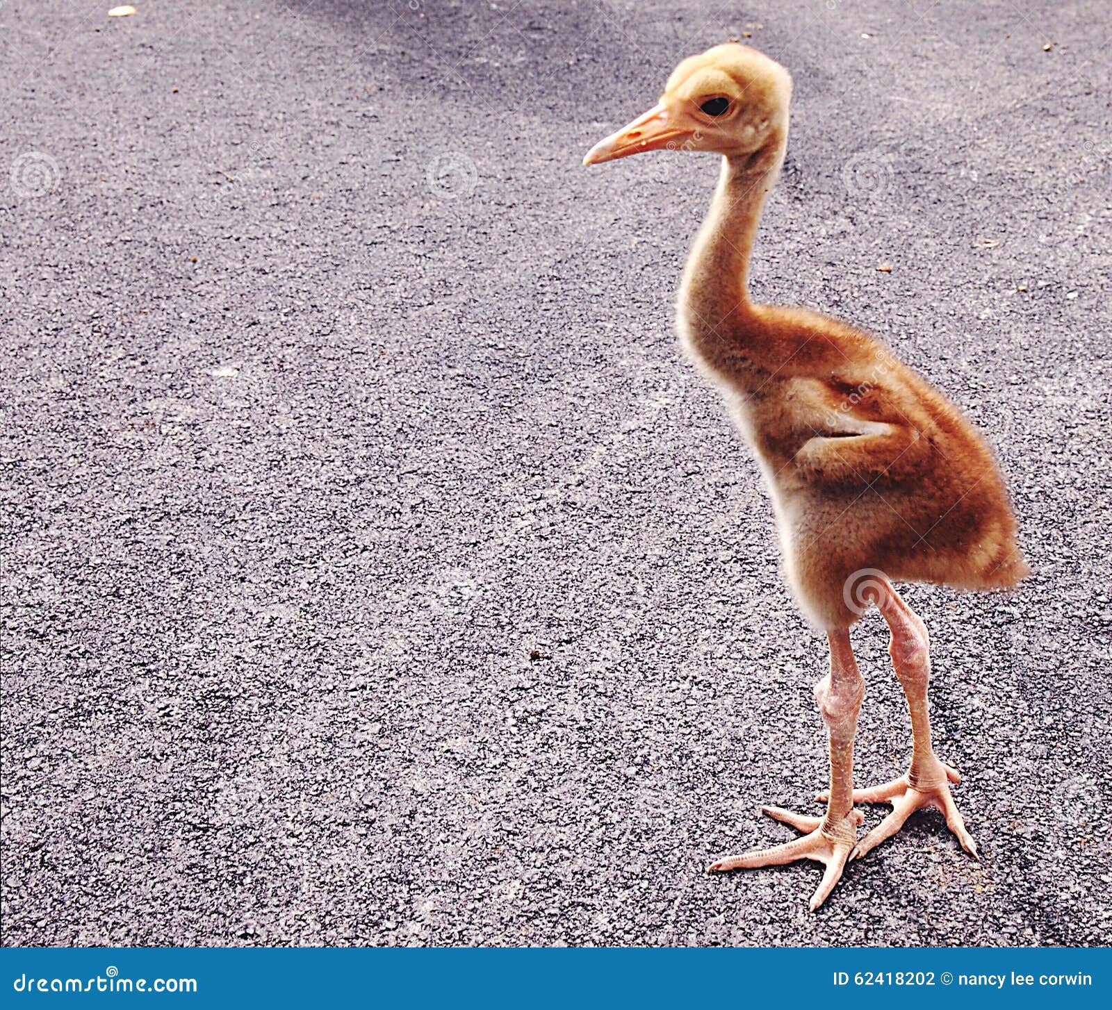 Baby bird walking stock photo. Image of outside, bird - 62418202