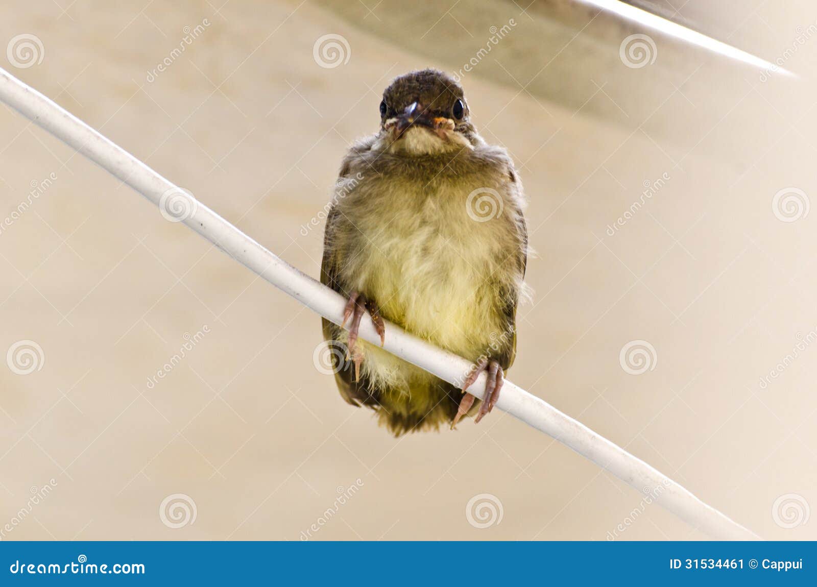 Baby bird on wire stock image. Image of birth, baby, little - 31534461
