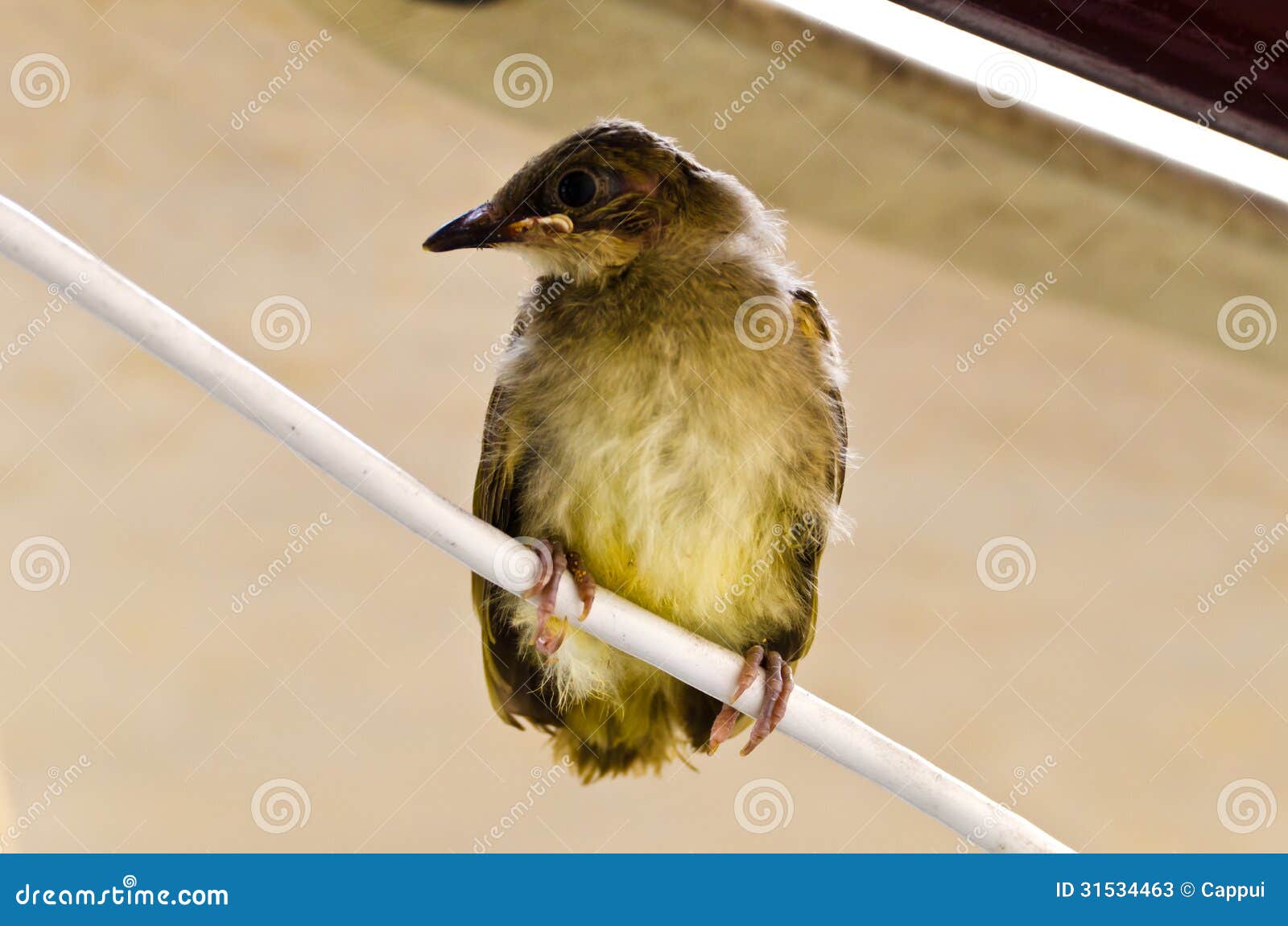 Baby bird on wire stock image. Image of black, merula - 31534463
