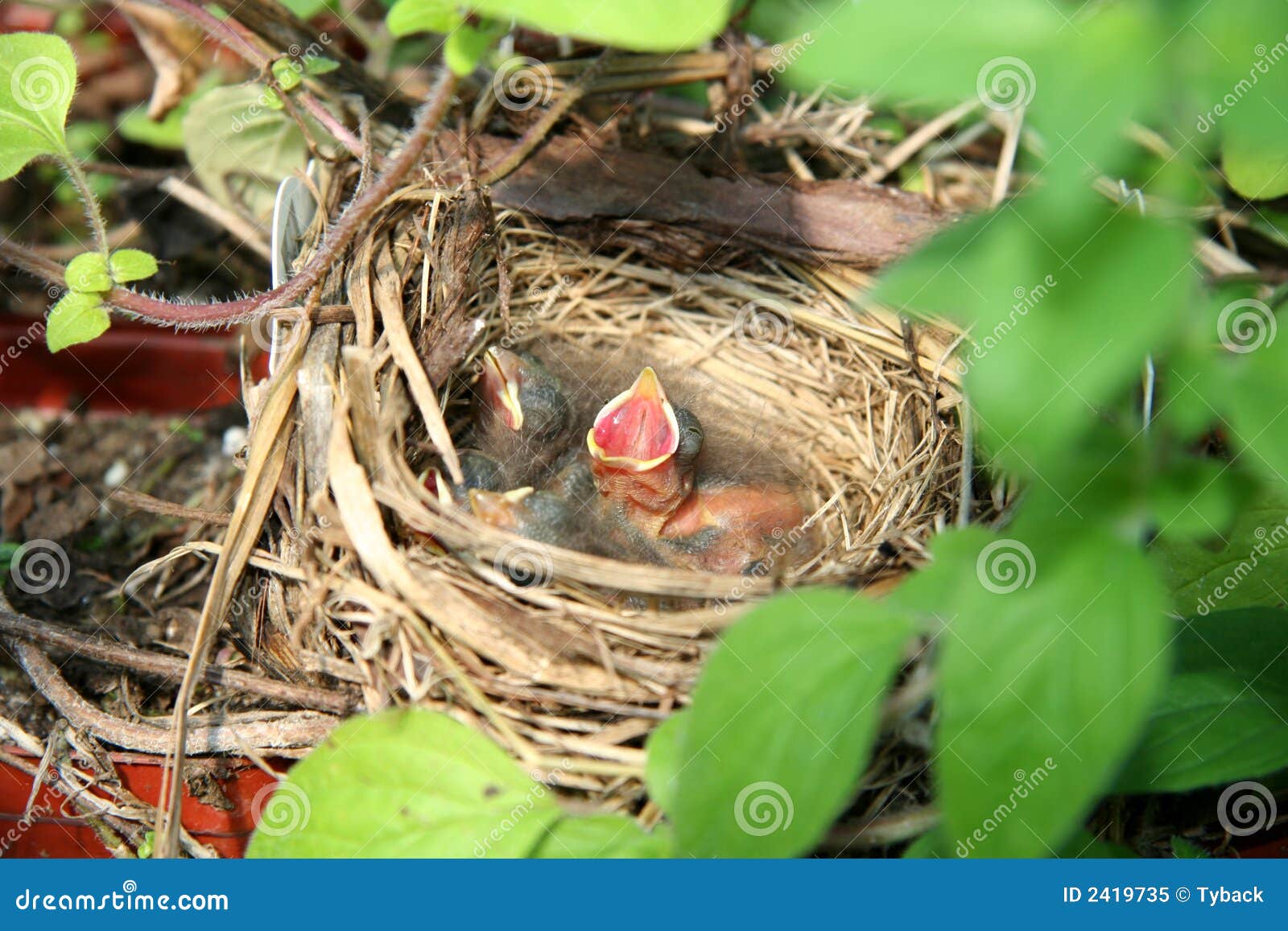 Baby birds stock image. Image of newborn, tree, baby, bird - 2419735