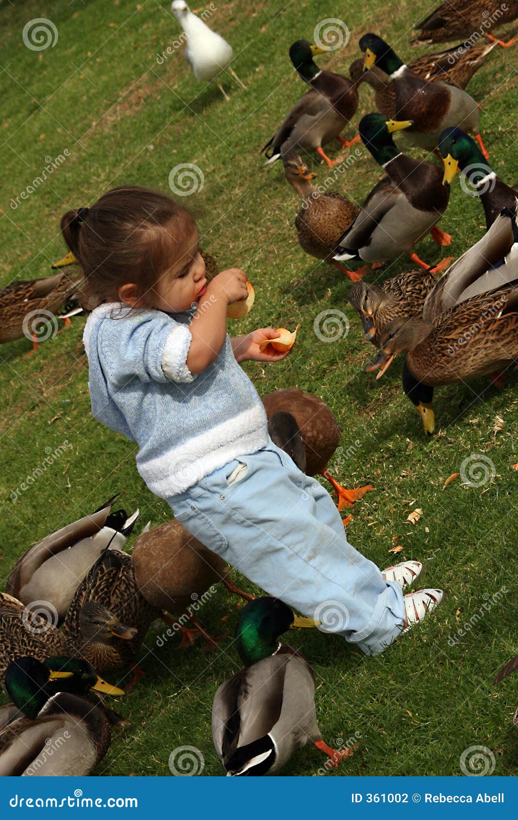 Baby with Birds stock photo. Image of bird, feeding, cildren - 361002