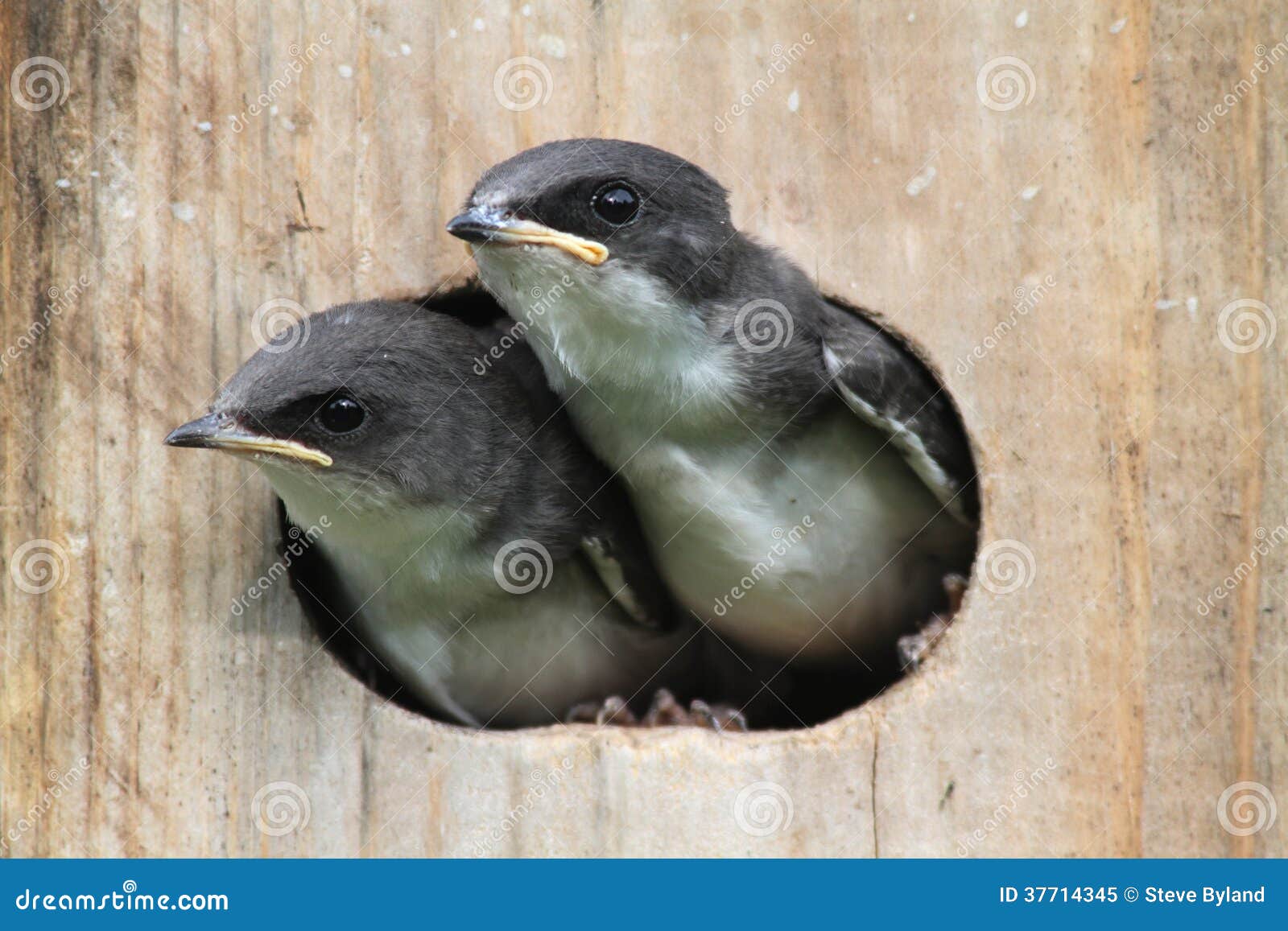 Baby Birds in a Bird House stock image. Image of nature - 37714345