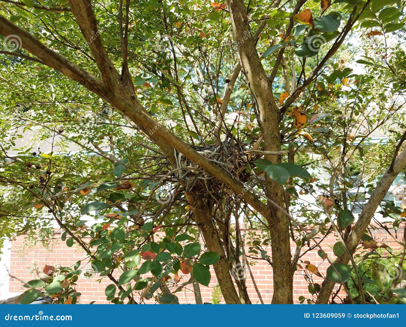 Baby Birds in Nest in Crape Myrtle Tree Stock Image - Image of baby ...