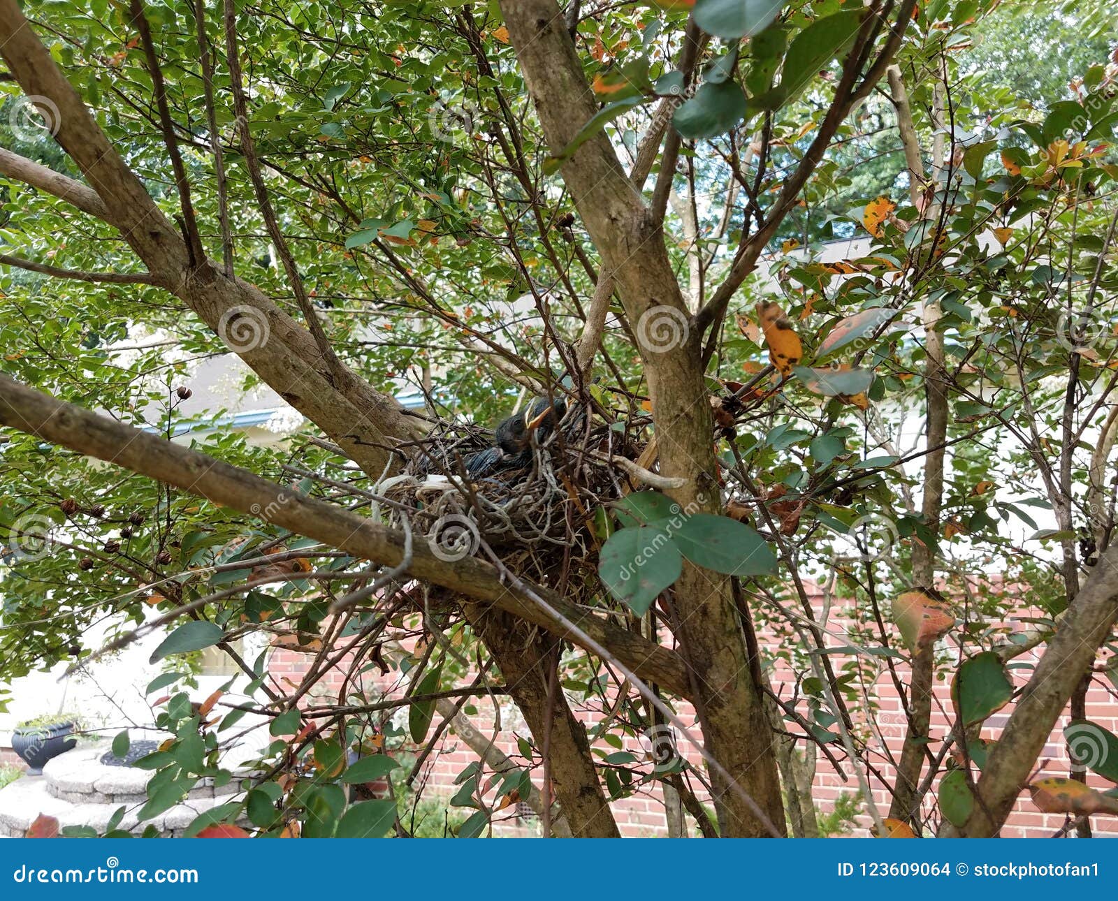 Baby Birds in Nest in Crape Myrtle Tree Stock Photo - Image of baby ...