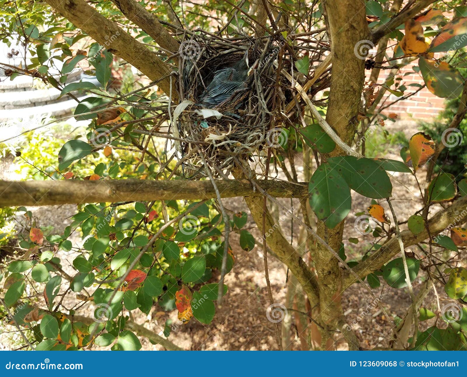 Baby Birds in Nest in Crape Myrtle Tree Stock Photo - Image of nesting ...
