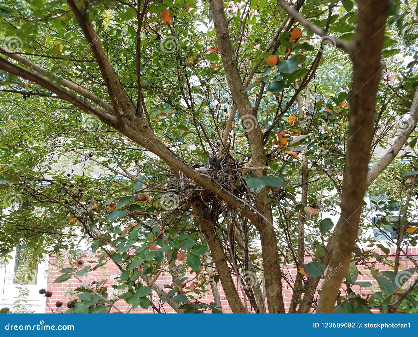 Baby Birds in Nest in Crape Myrtle Tree Stock Photo - Image of birds ...