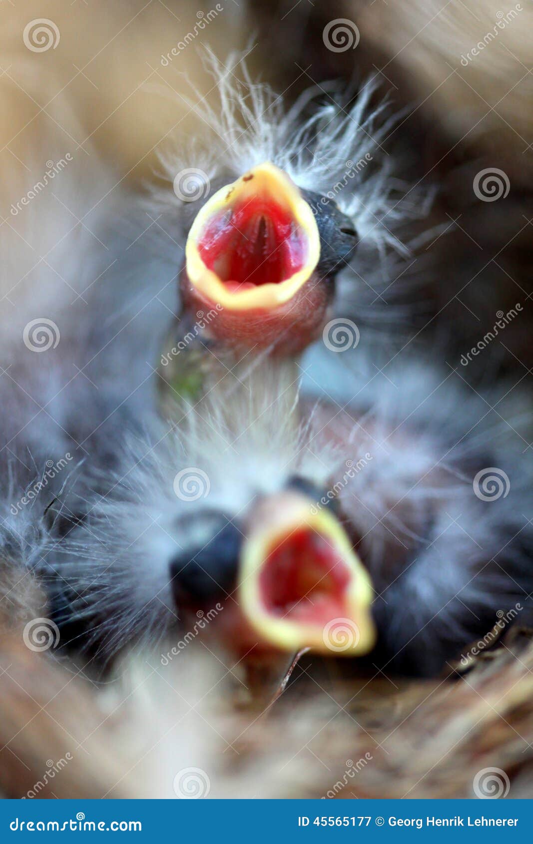 Baby Birds stock image. Image of life, curious, birds - 45565177