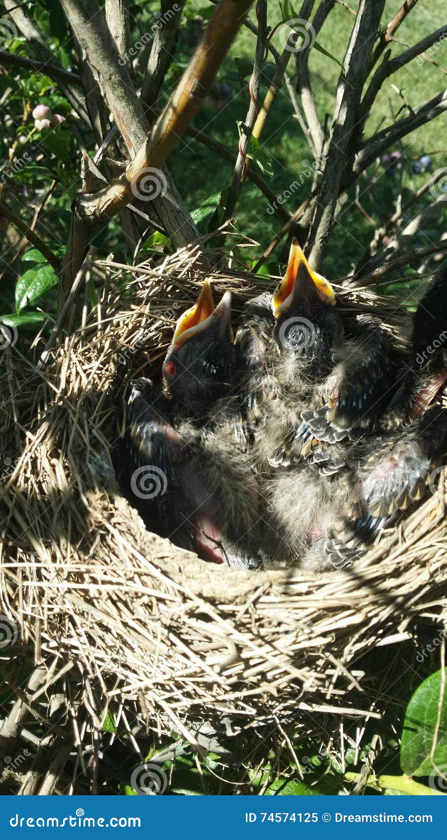 Baby birds stock image. Image of baby, birds, young, little - 74574125