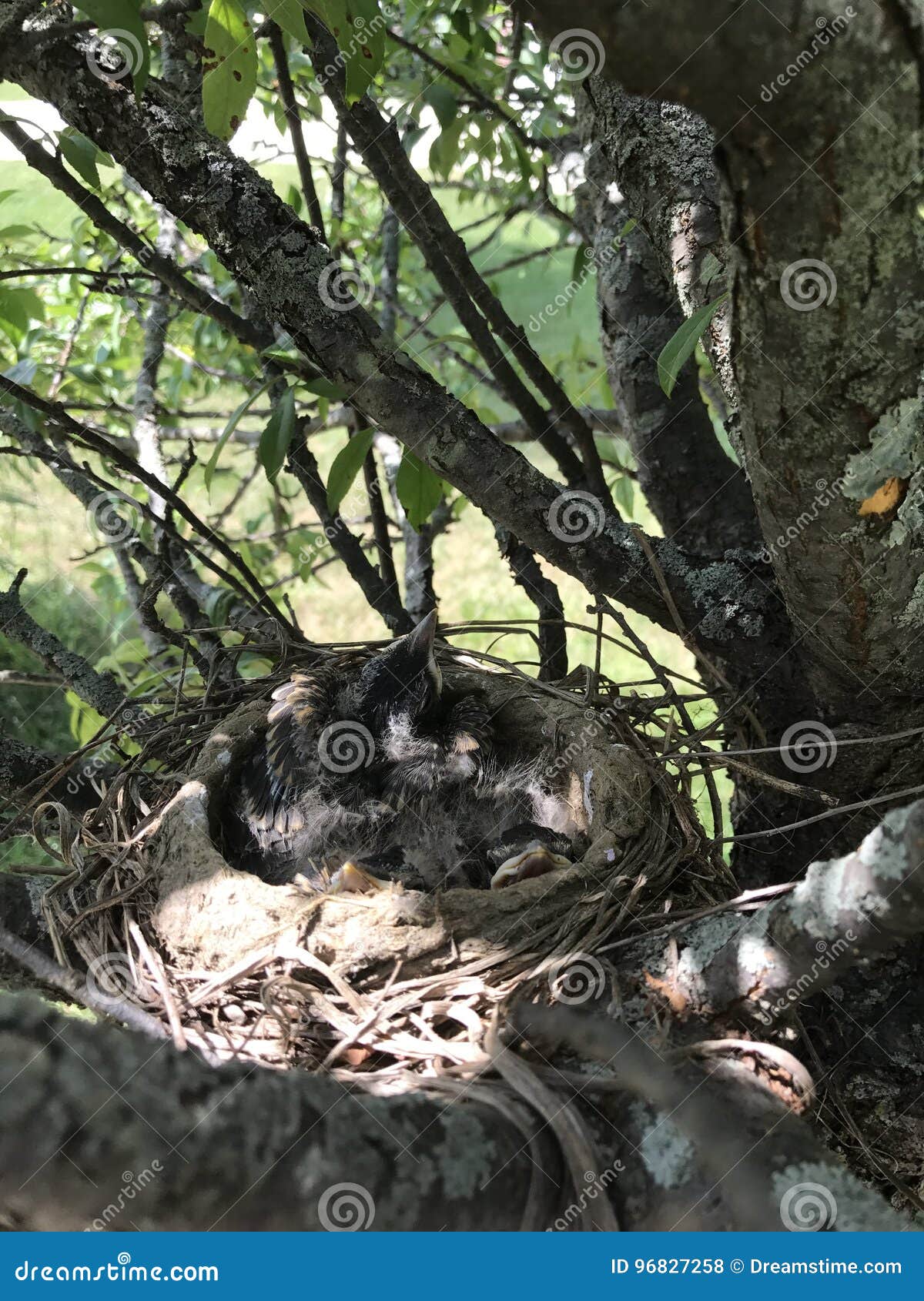 Baby birds stock photo. Image of baby, branch, birds - 96827258