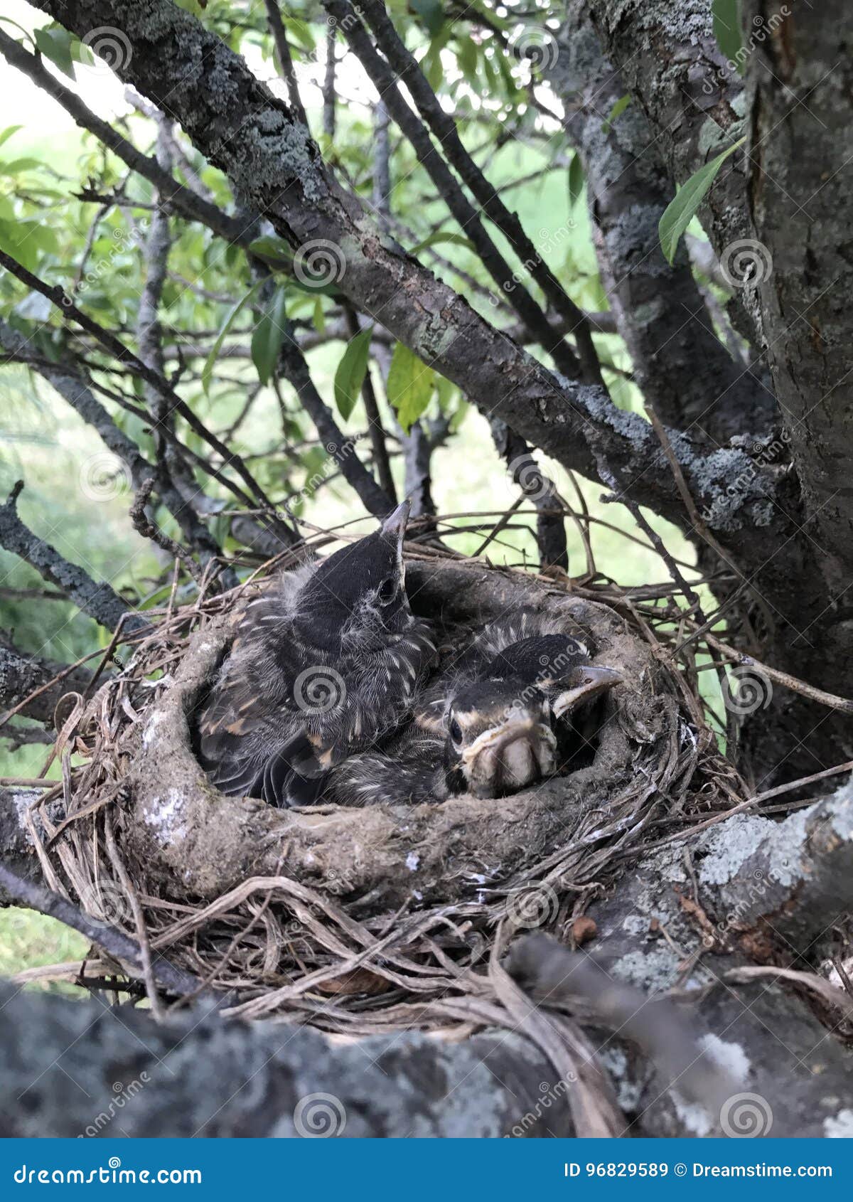 Baby birds stock image. Image of birds, cute, fauna, baby - 96829589