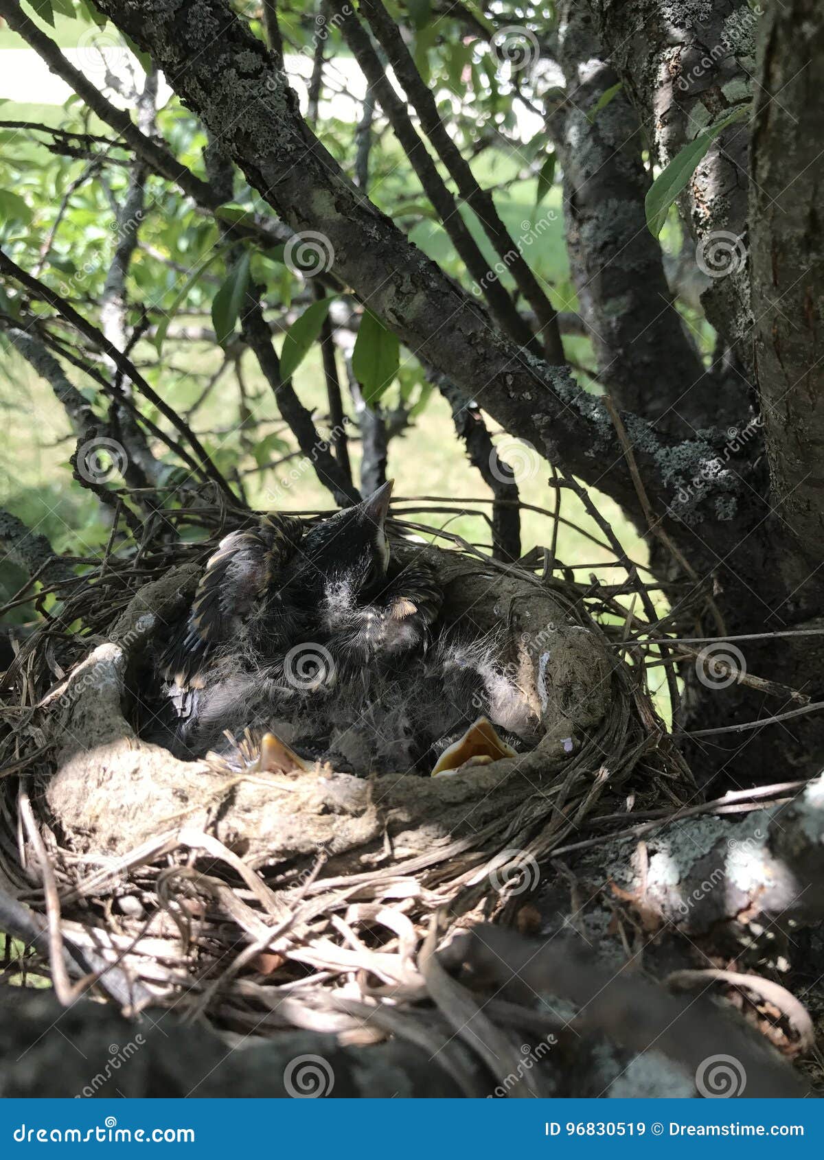 Baby birds stock image. Image of birds, fauna, little - 96830519