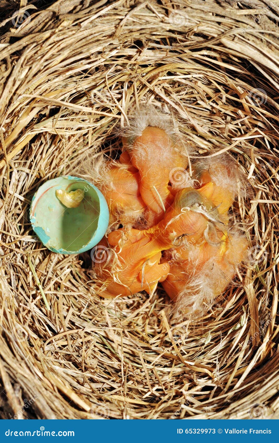 Baby birds by hatched egg stock image. Image of birds - 65329973