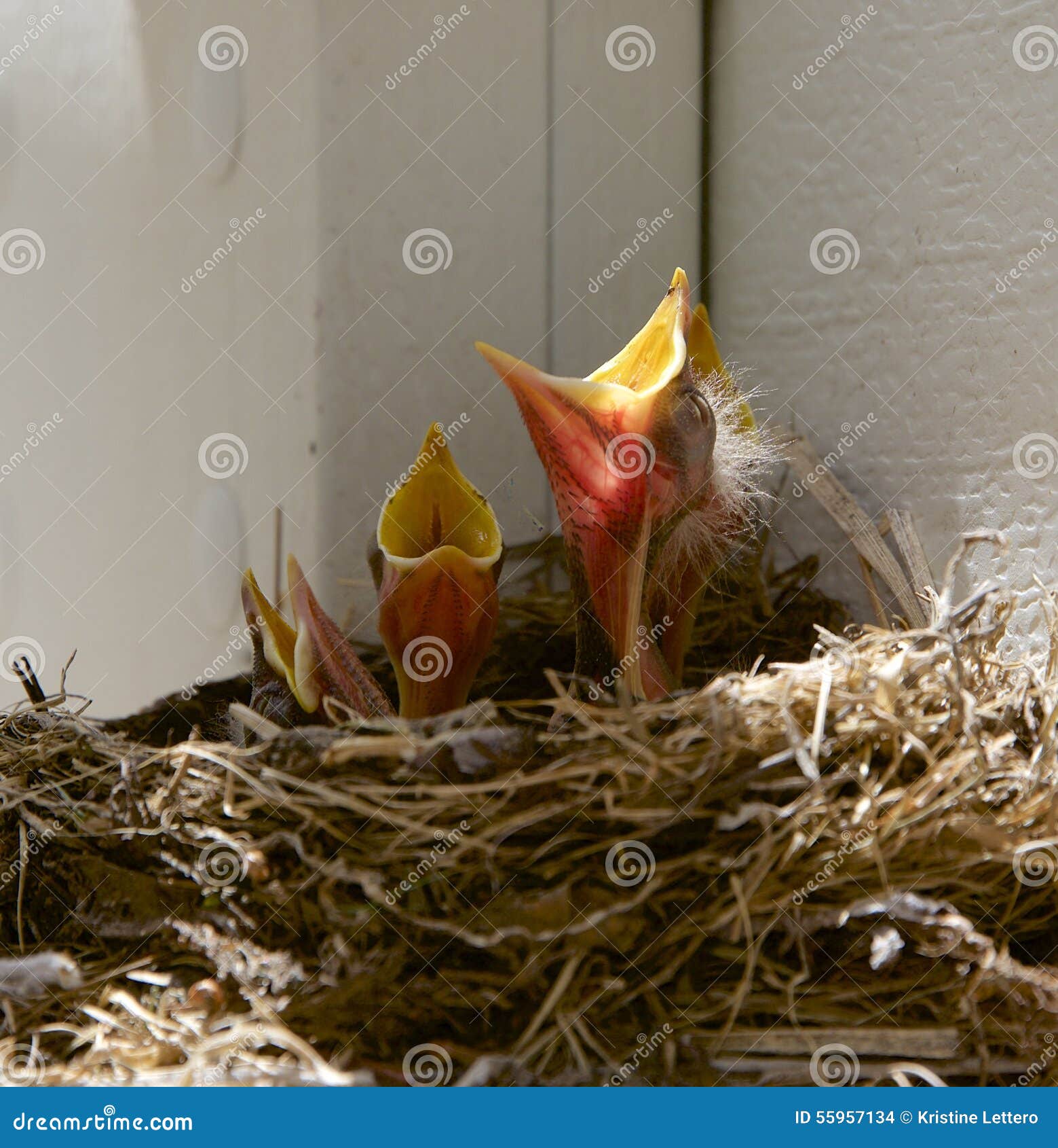 Baby Birds stock photo. Image of birds, birdsnest, nature - 55957134
