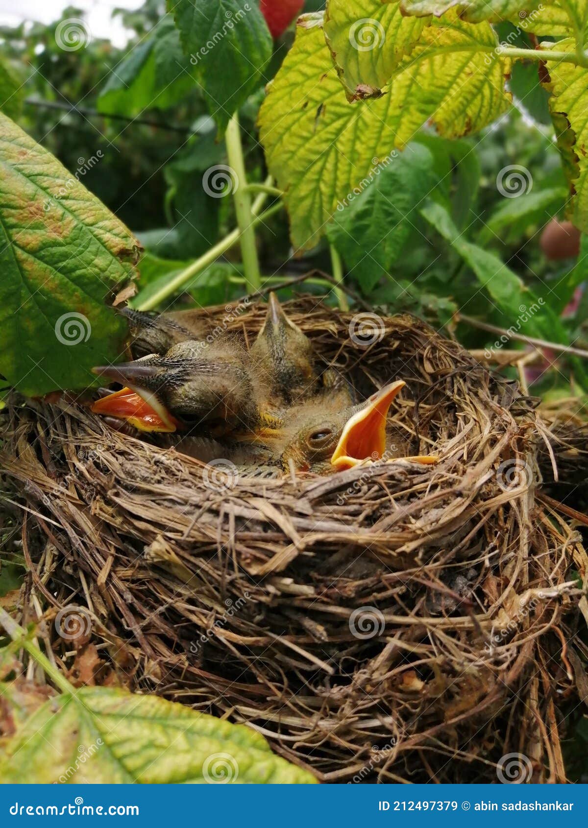 Baby birds in a nest. stock image. Image of birds, tree - 212497379