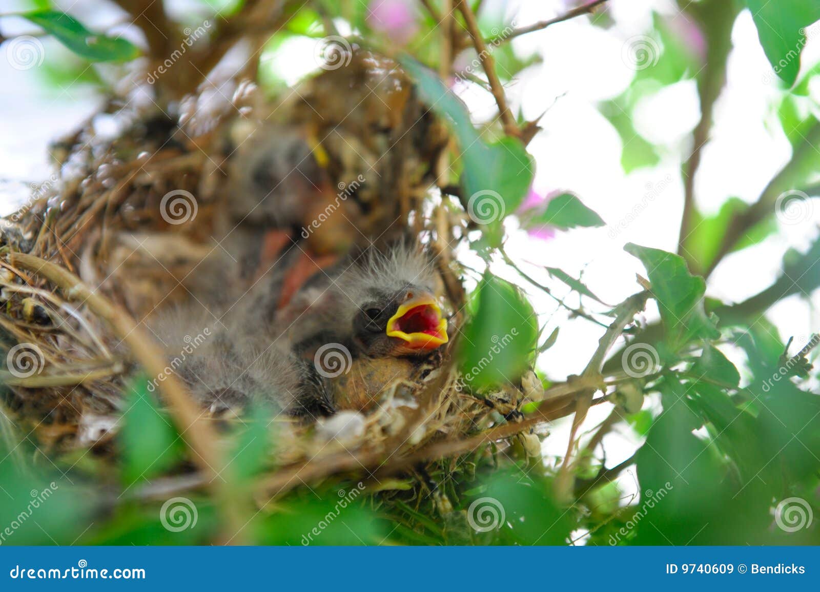Baby Birds in a Nest stock image. Image of birth, eggs - 9740609