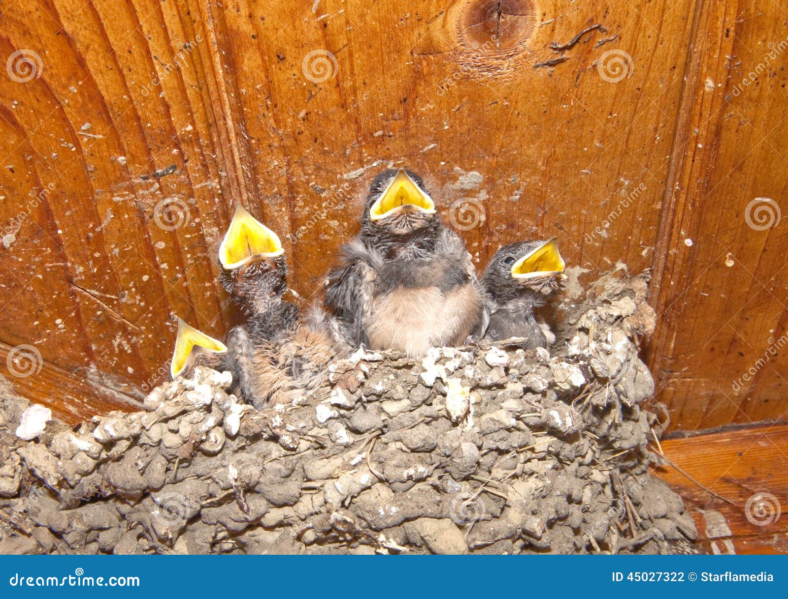 Baby Birds stock photo. Image of animal, branch, screaming - 45027322