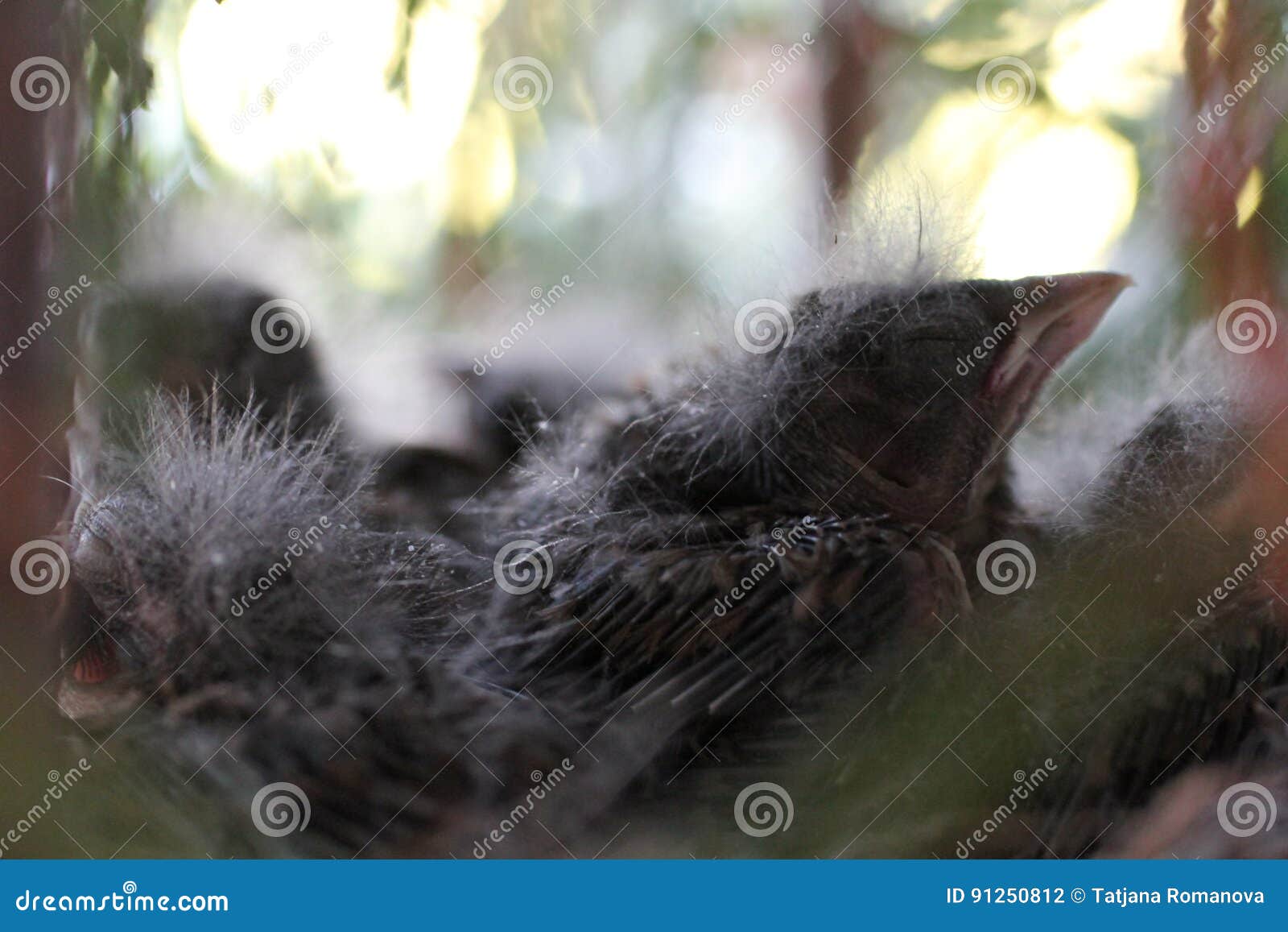 Baby Birds in Nest Spring Photo Stock Photo - Image of newborn, hungry ...